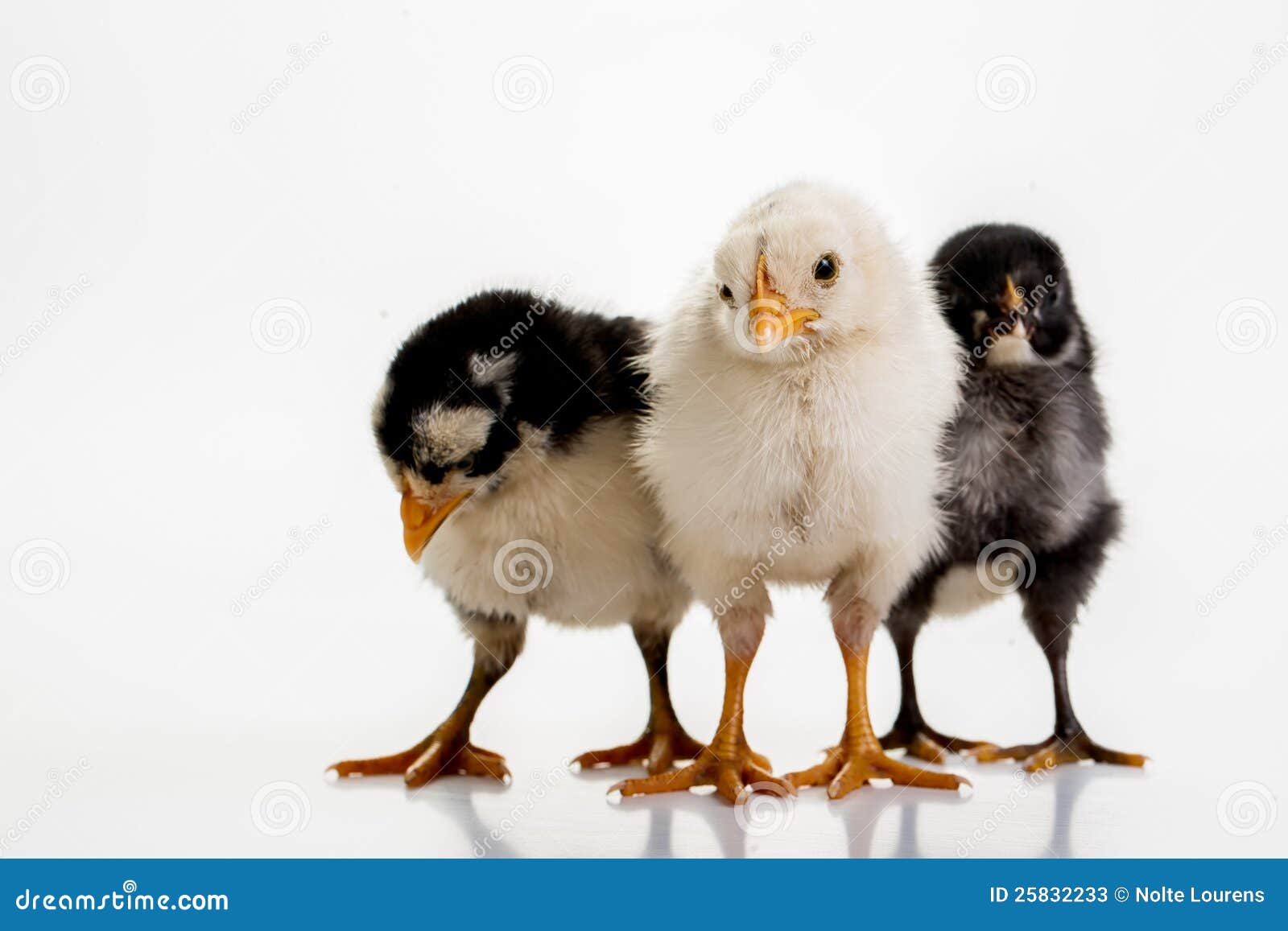 Three chicks stock image. Image of shell, little, group - 25832233