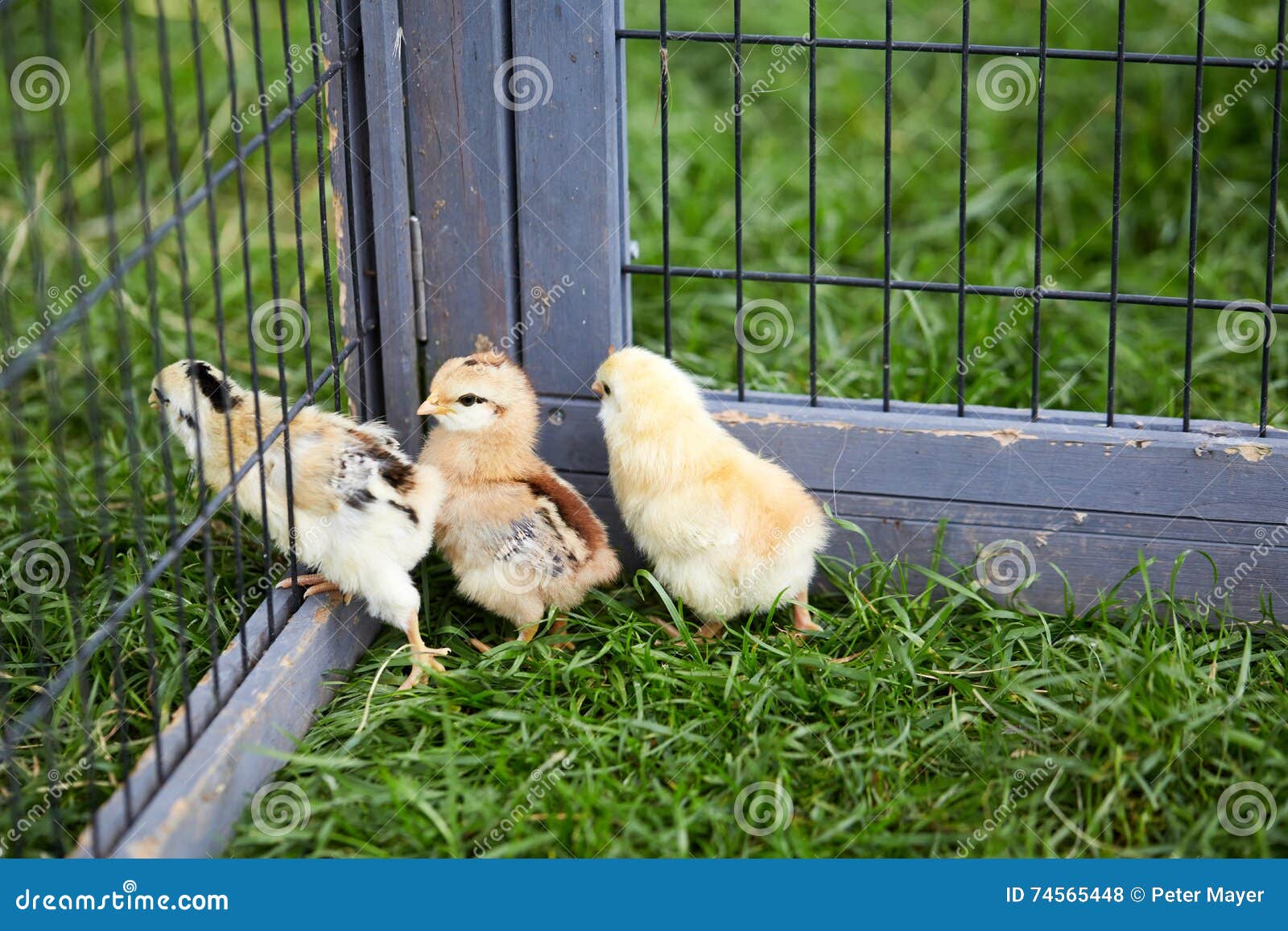 Three Chicks Breaking Out Off the Cage Stock Photo - Image of rural ...