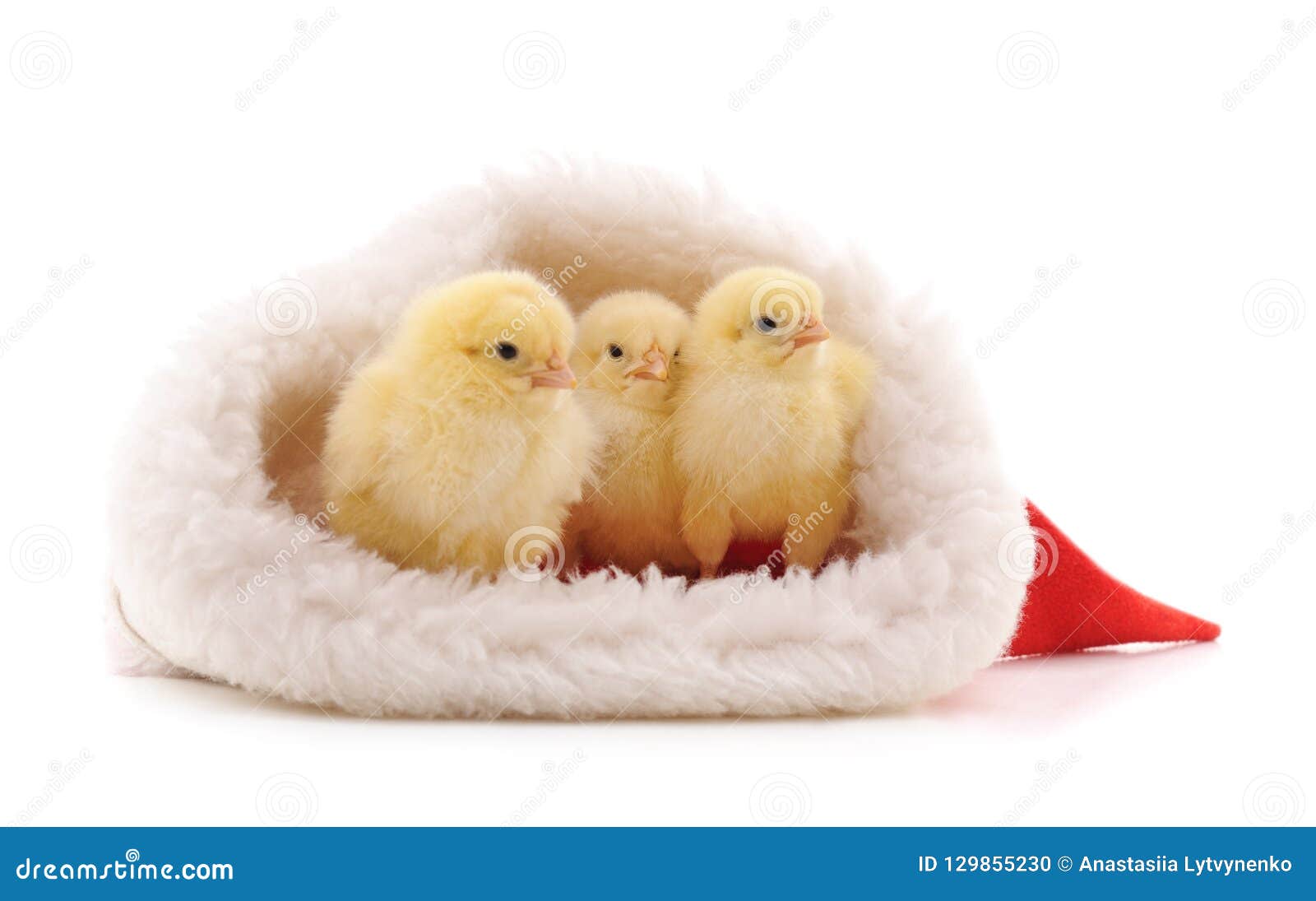 Three chicks in Christmas. stock photo. Image of life - 129855230