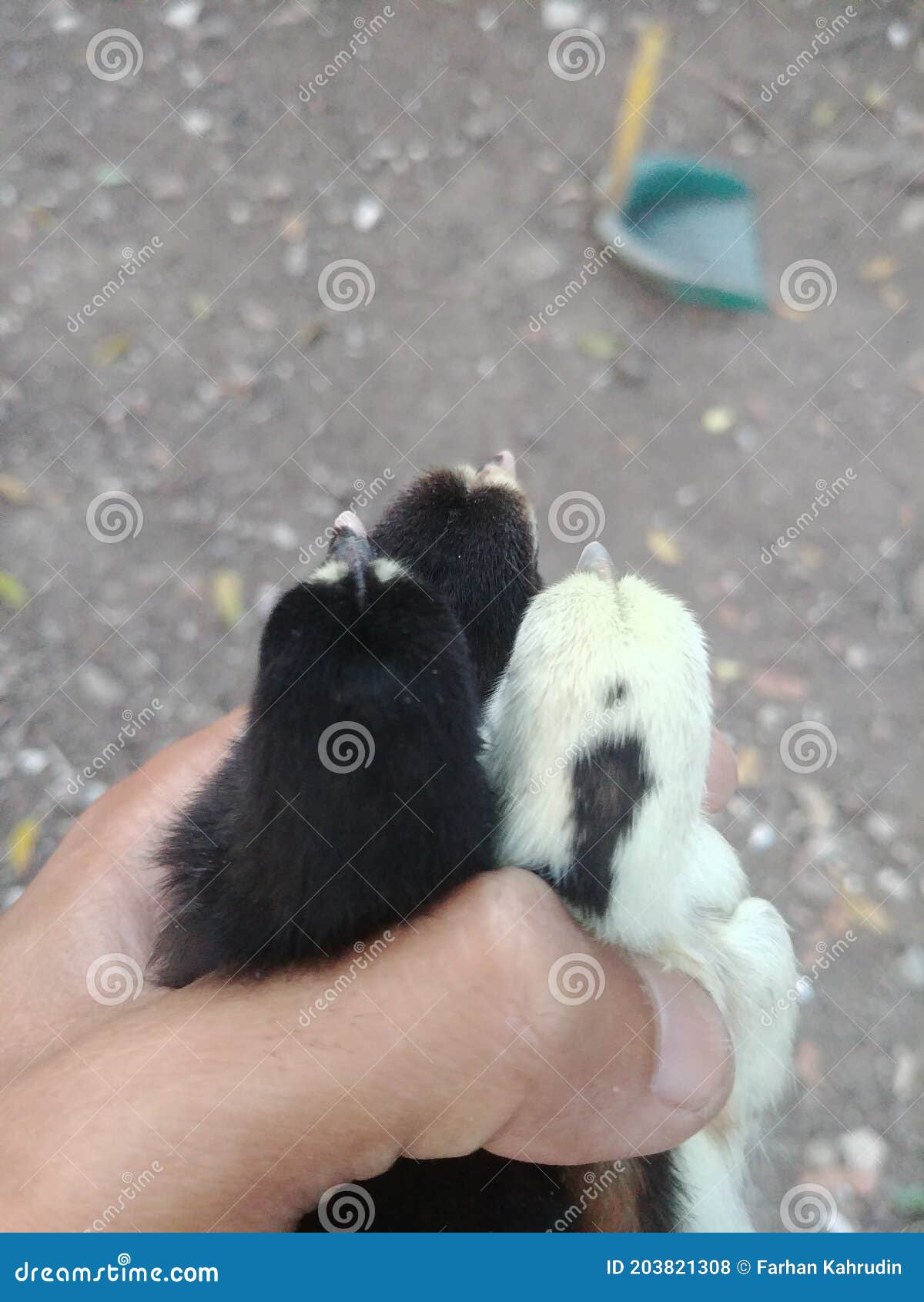 Three chicks just hatched stock photo. Image of carnivore - 203821308