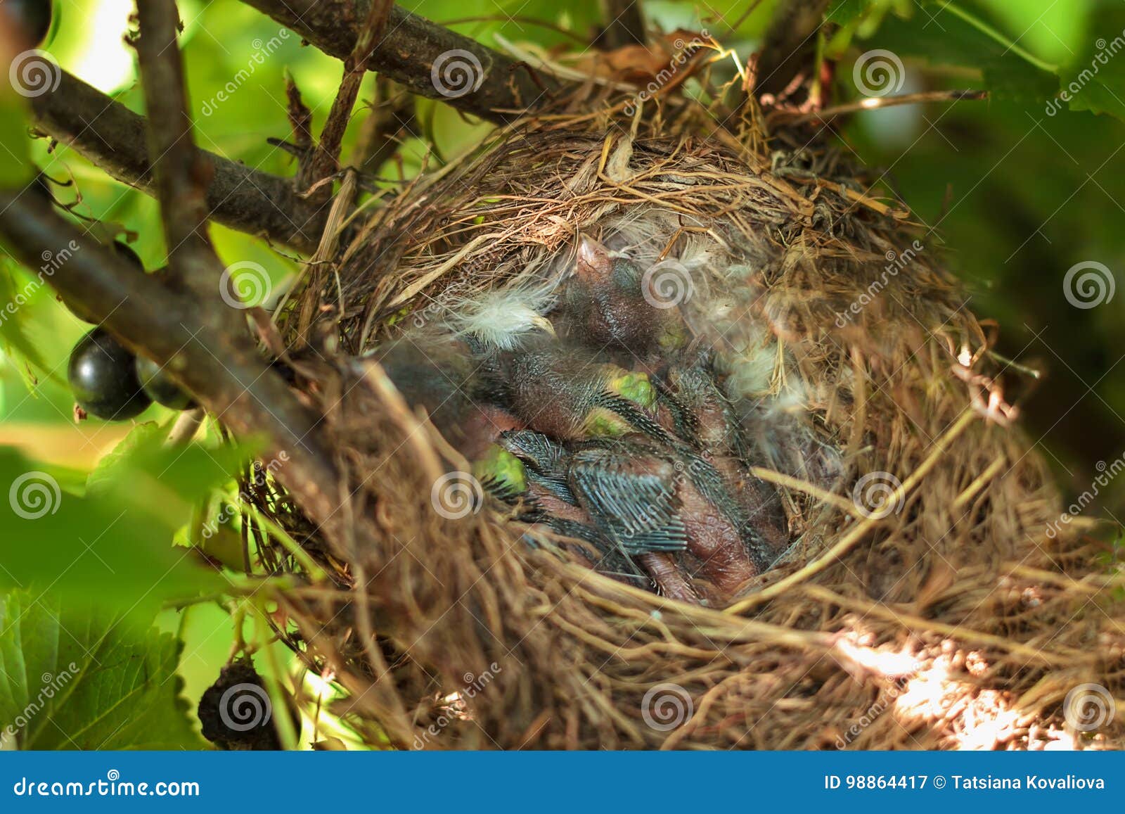 Three Chicks in a Nest in a Tree on the Side of a Cliff. Stock Image ...
