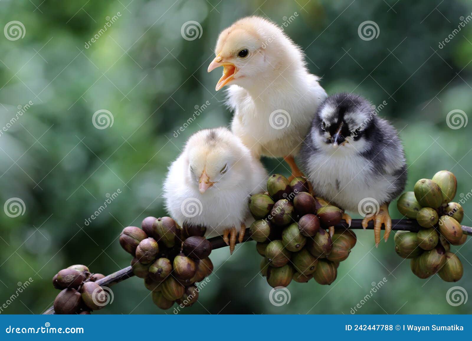 Three Chicks are Perched on a Branch of a Robusta Coffee Tree Full of ...