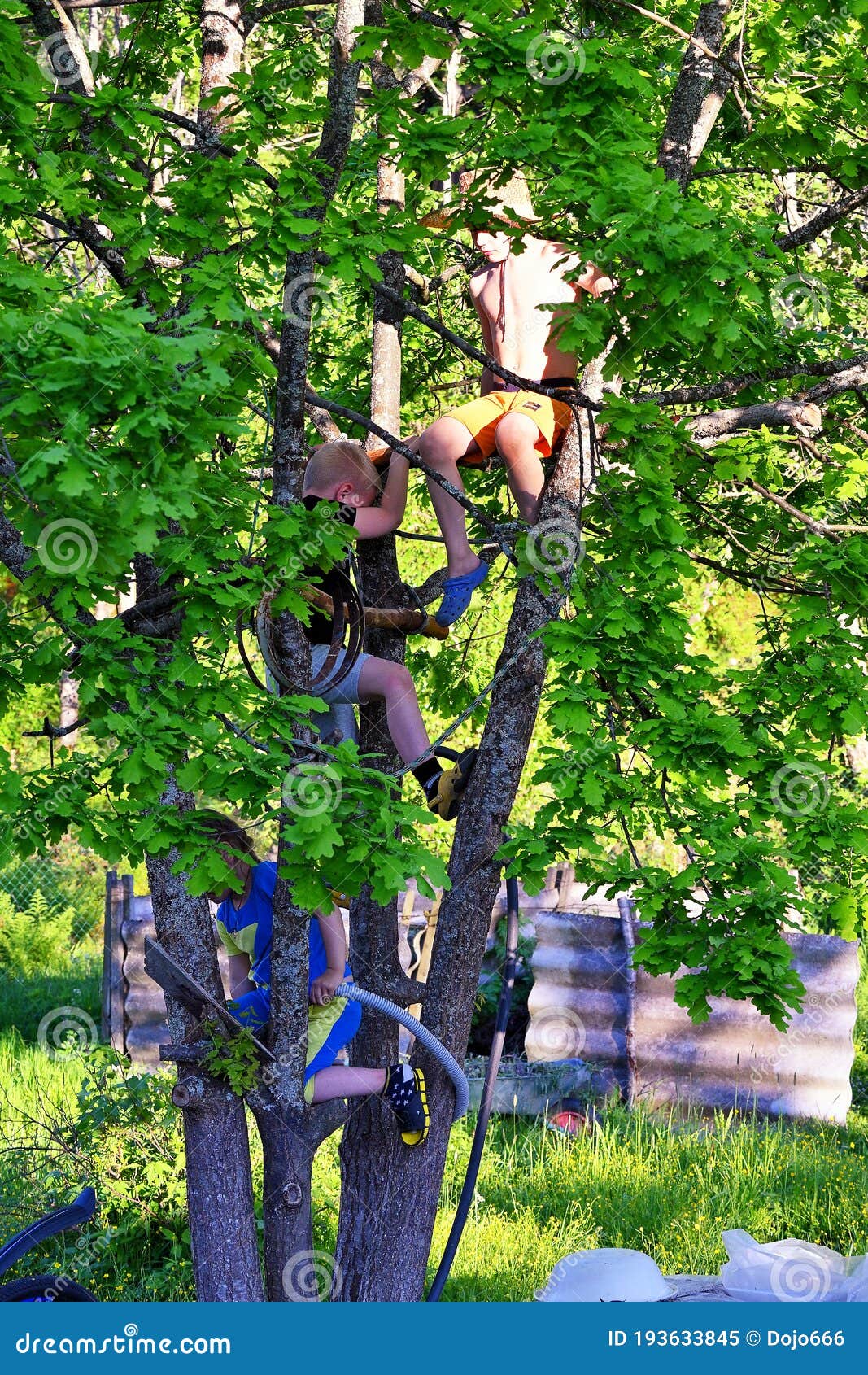 Three Child Playing on Tree on Sunny Summer Day Stock Image - Image of ...