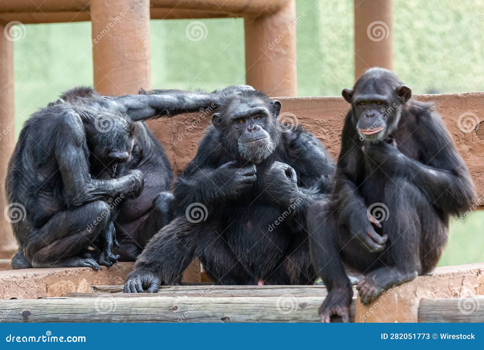 Three Chimpanlets Sitting Down on the Ledge Together Stock Image ...