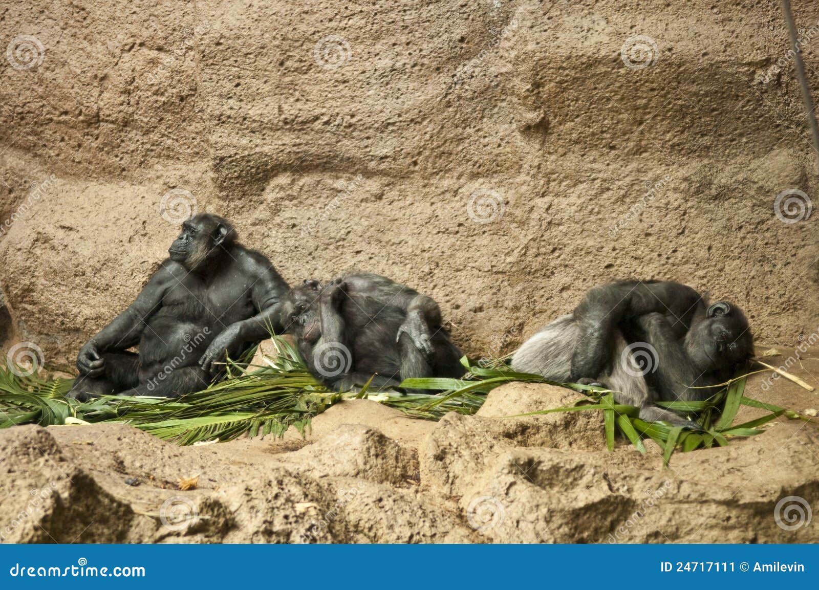 Three Chimpanzees stock image. Image of stone, chimpanzees - 24717111