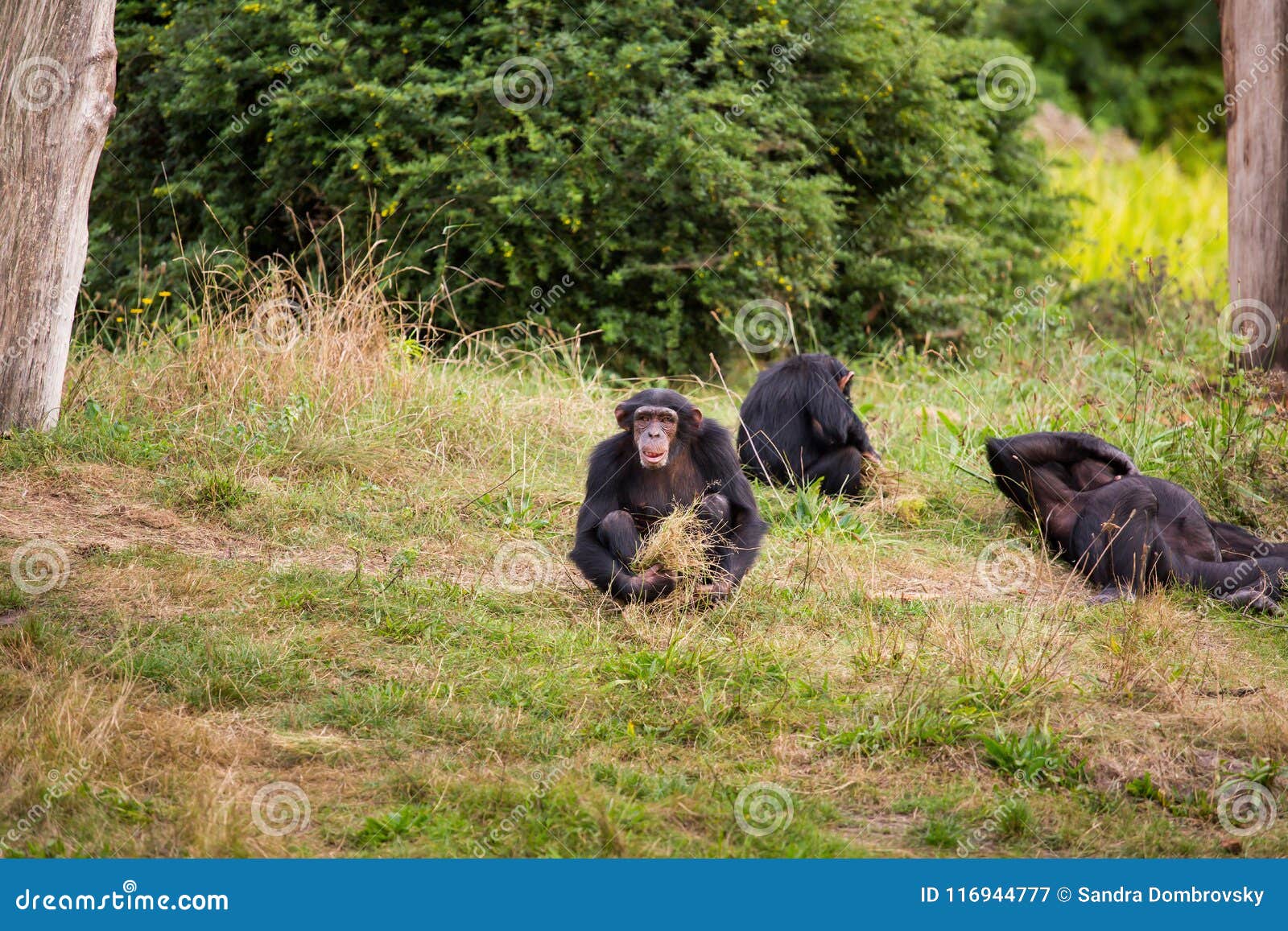 Three Chimpanzees on the Green Meadow Stock Image - Image of face ...