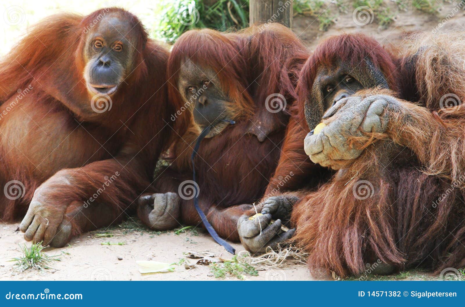 Three chimps stock photo. Image of chewing, strong, animal - 14571382