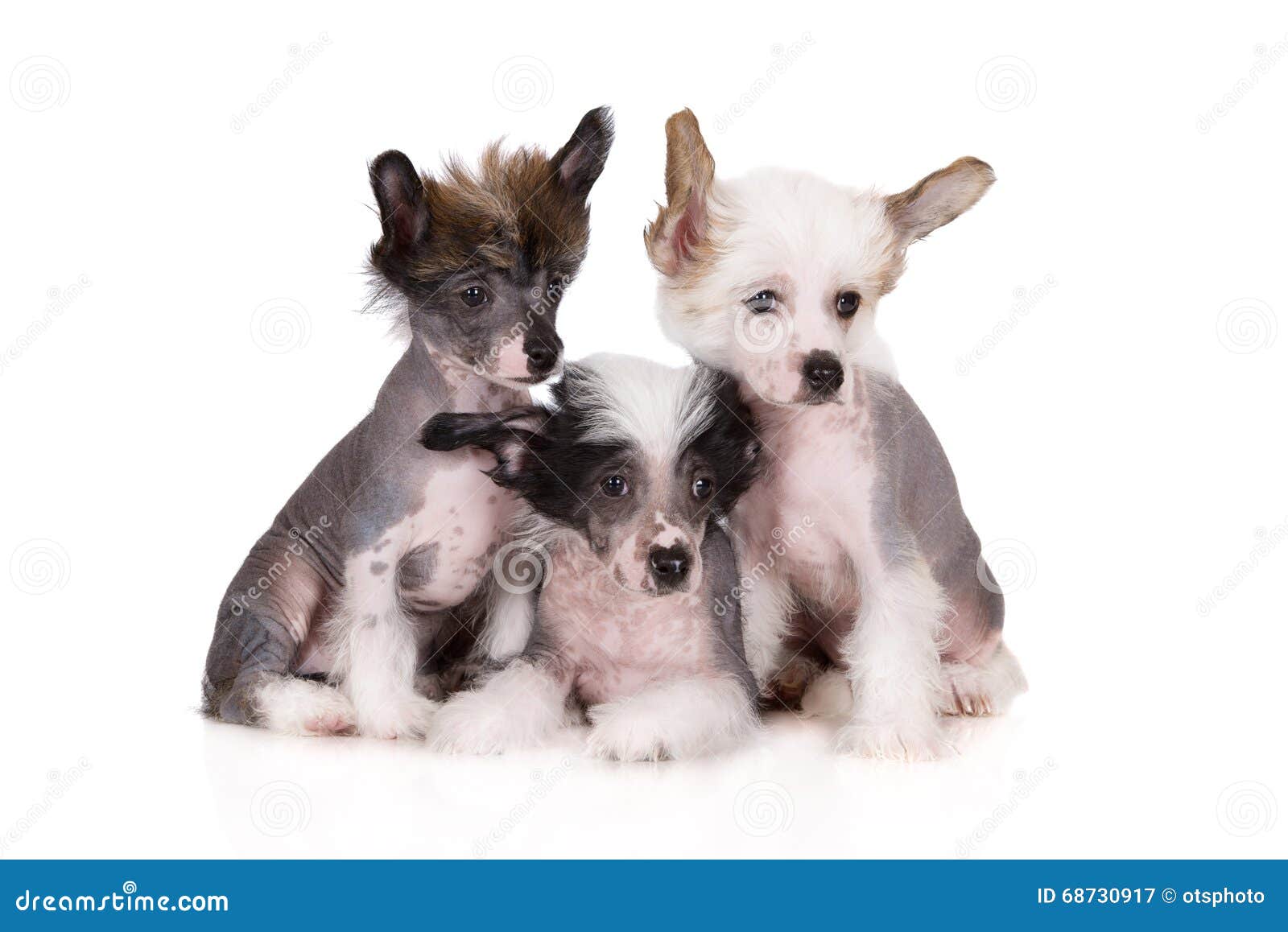 Three Chinese Crested Puppies on White Stock Image - Image of domestic ...