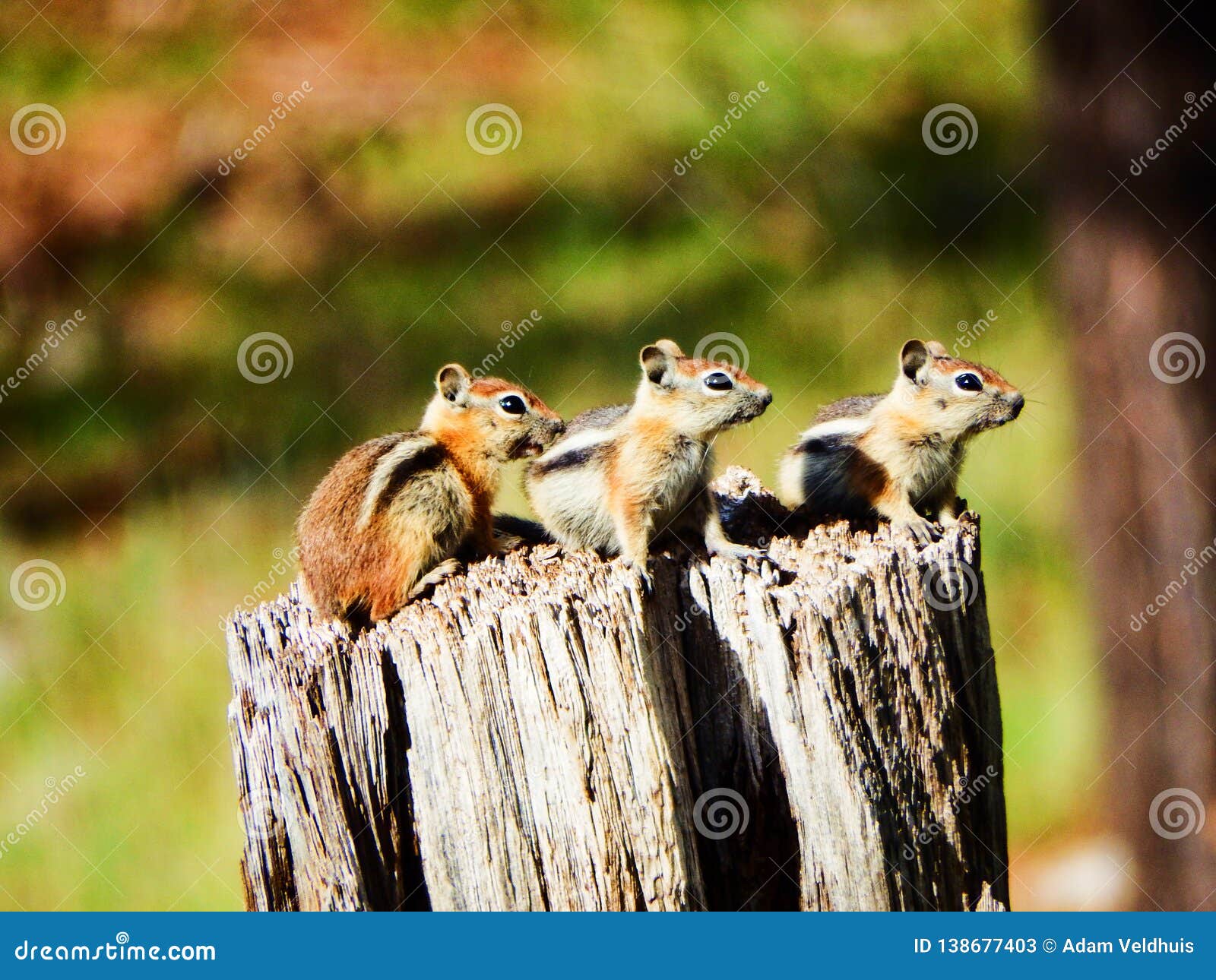 Three Chipmunks stock image. Image of arizona, chipmunks - 138677403