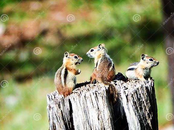 Three chipmunks stock photo. Image of three, chipmunks - 138677276