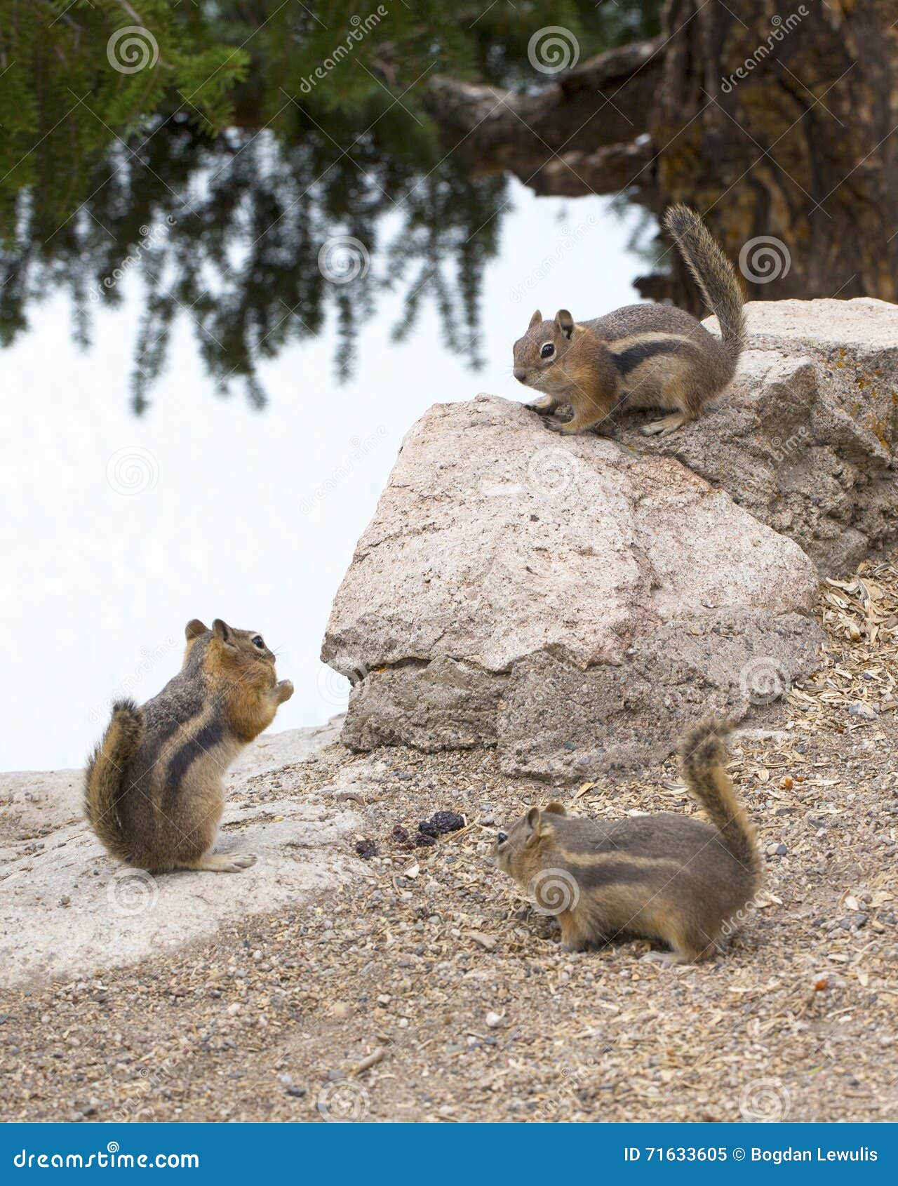 Three Chipmunks stock image. Image of curiosity, vertical - 71633605