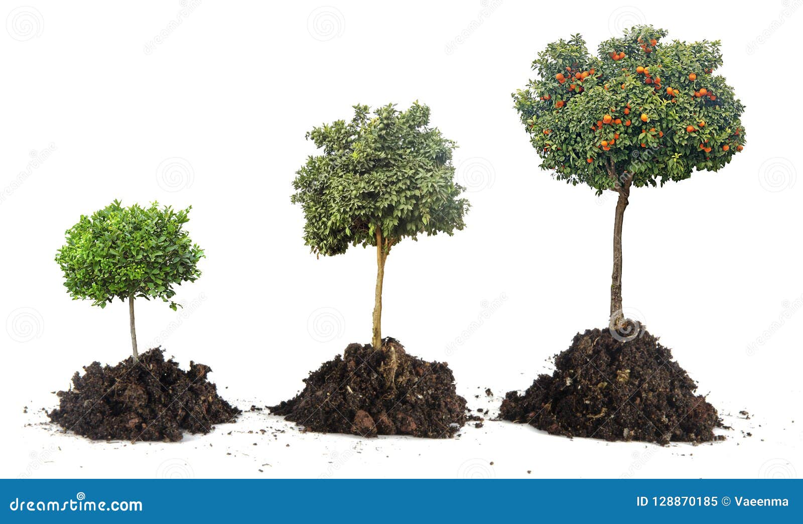 Citrus Trees on White Background Stock Image - Image of trees, three ...