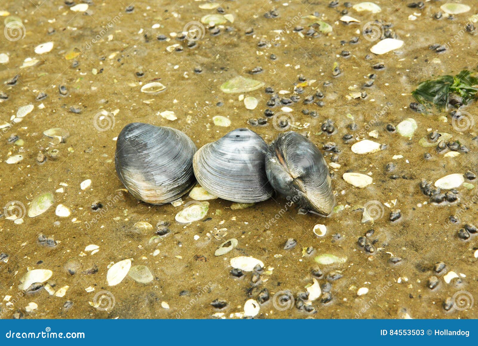 Three Clams Sitting on the Lake Ground Stock Image - Image of seashell ...