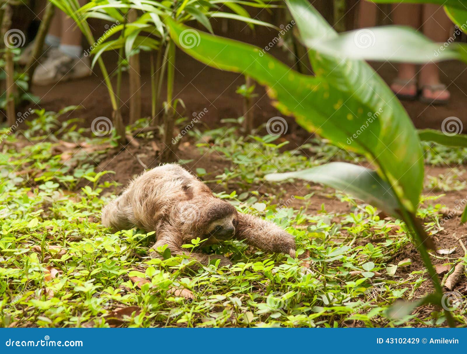 Three clawed sloth stock image. Image of costa, clawed - 43102429