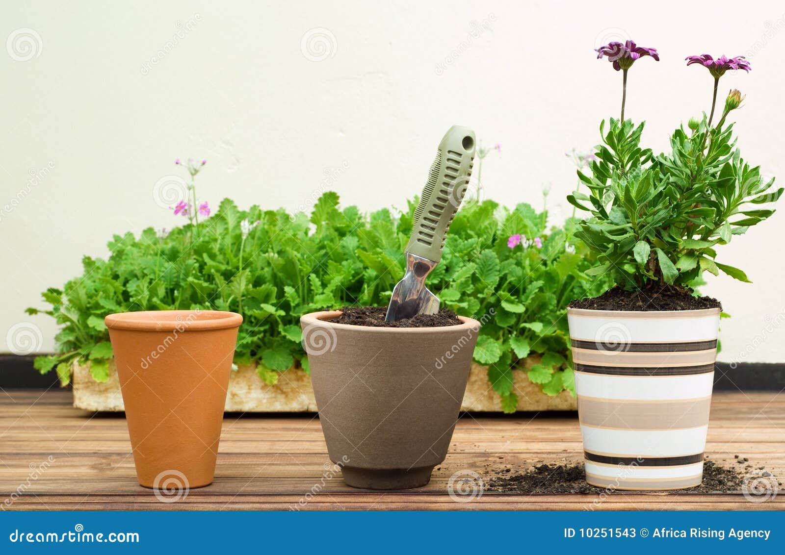 Three Clay Flower Pots in a Row Stock Image - Image of green, blossom ...