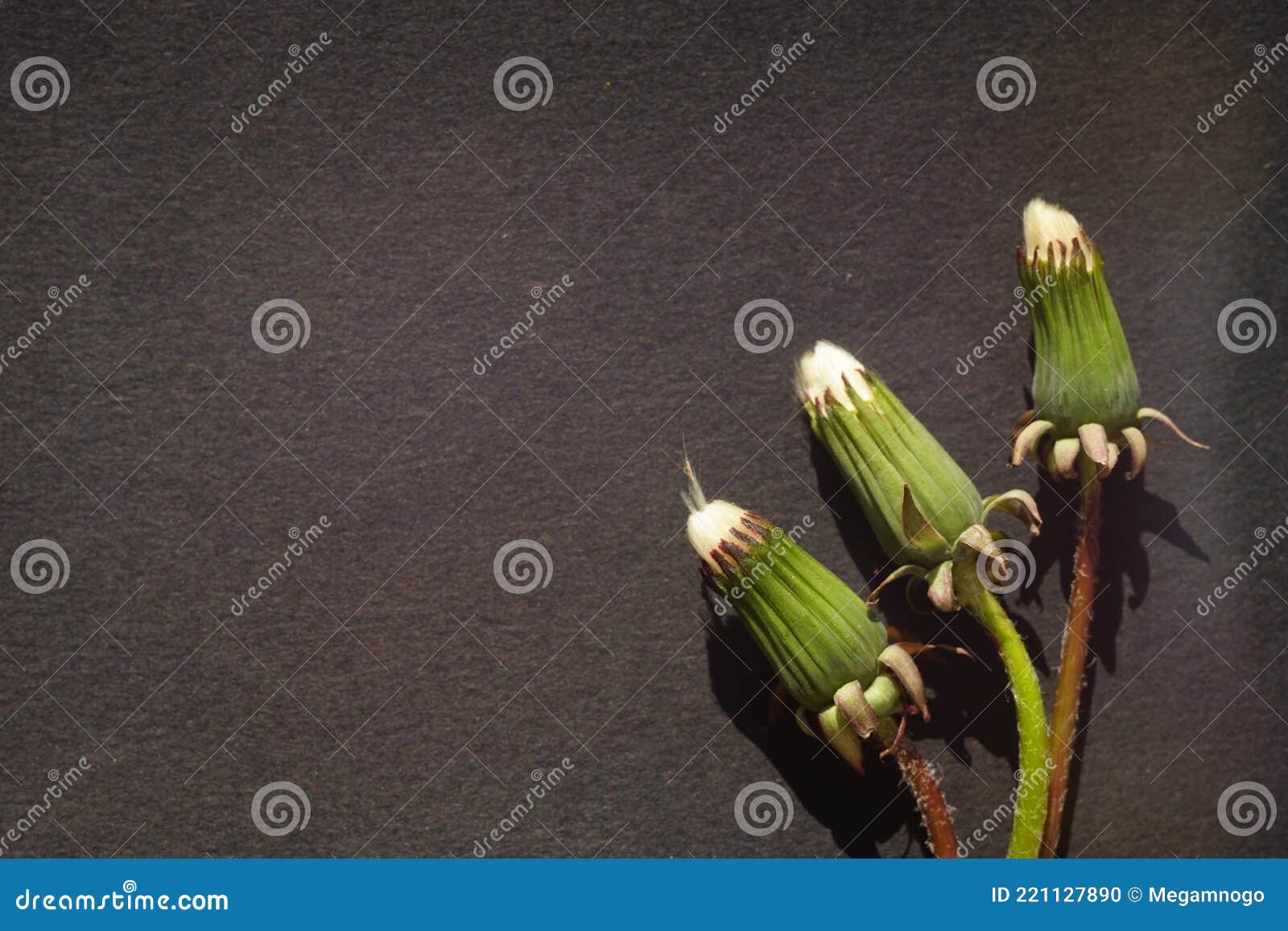 Three Closed Dandelion Flowers on a Black Table Stock Photo - Image of ...