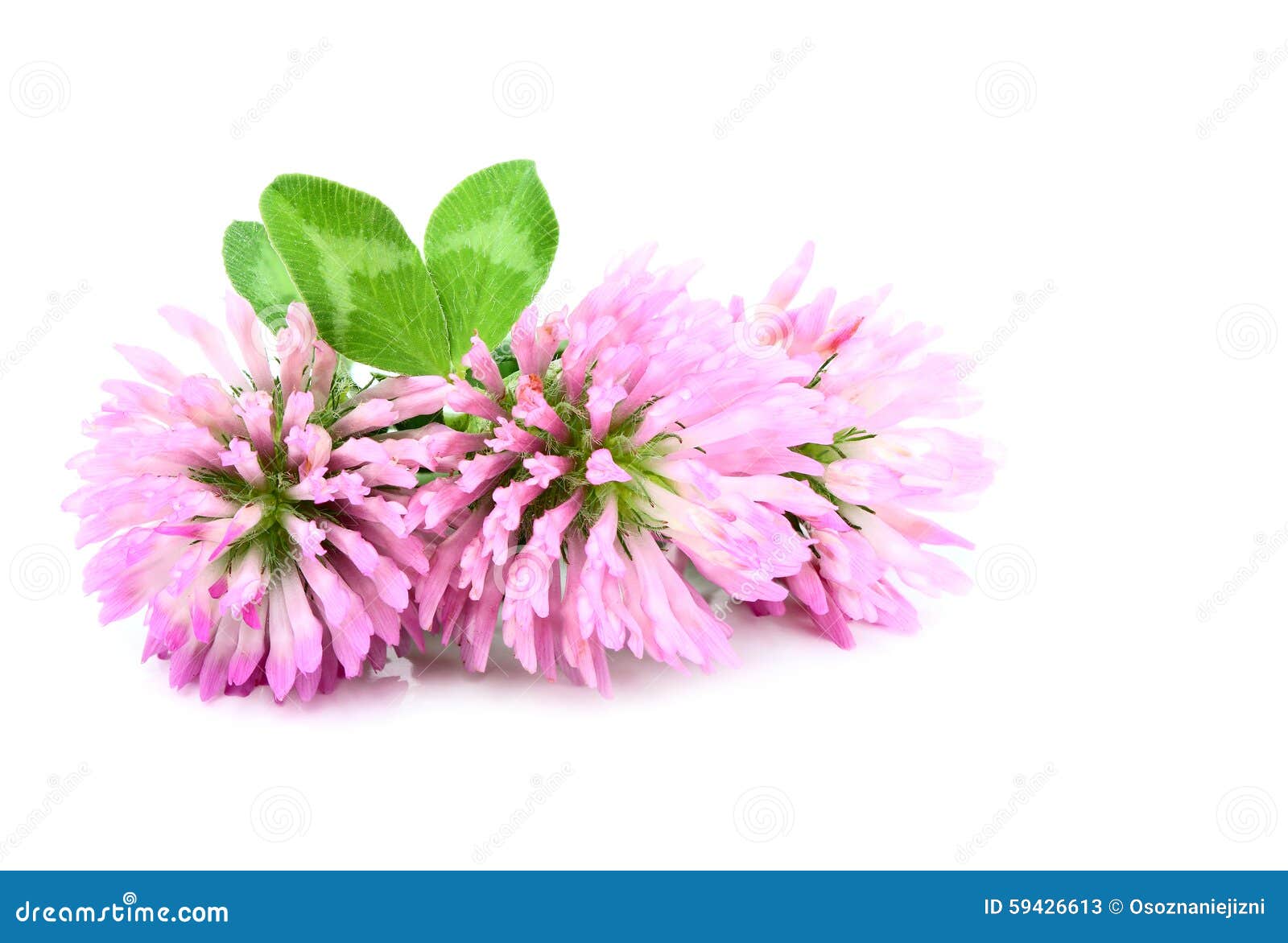 Three Clover Flower with Leaves. Stock Image - Image of head, growth ...