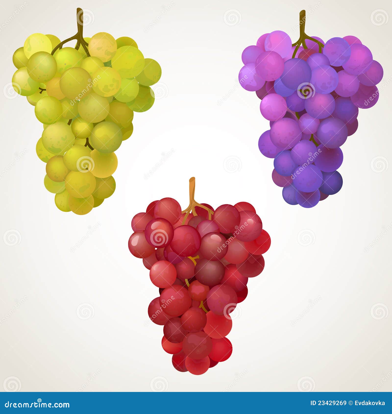 Three cluster of grape stock vector. Illustration of draw - 23429269