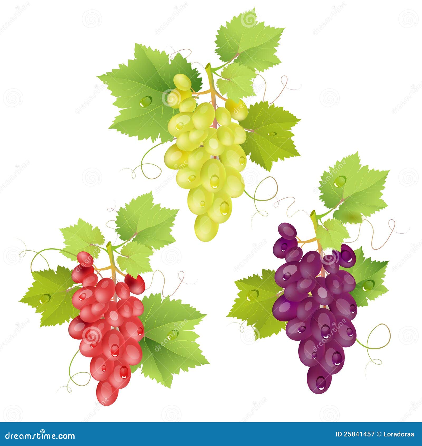 Three cluster of grapes stock illustration. Illustration of draw - 25841457