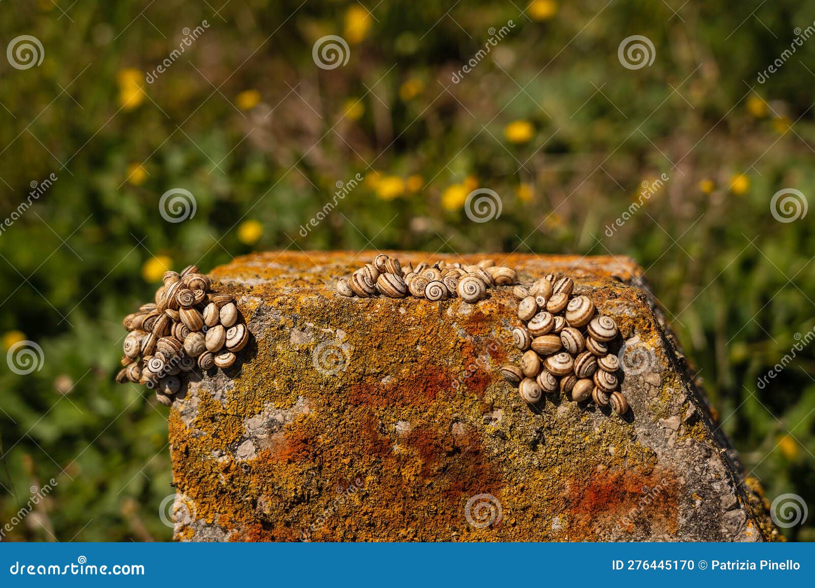 Three Clusters of Tiny Snails on a Stone Stock Photo - Image of helix ...