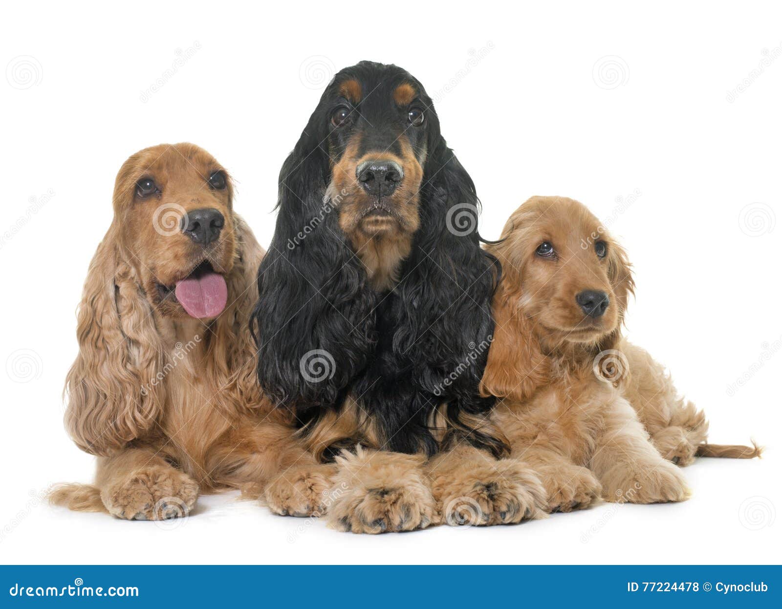 Three Cocker Spaniel in Studio Stock Photo - Image of male, puppy: 77224478