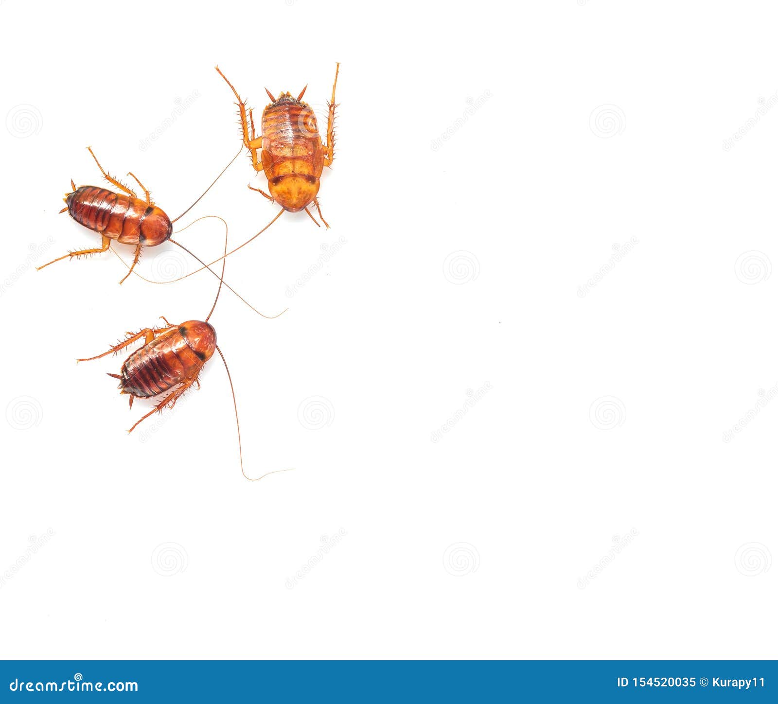 Three Cockroach Isolated on White Stock Image - Image of dead, creature ...