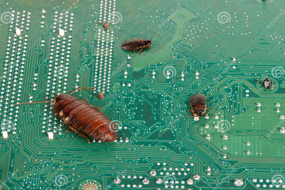 Three Cockroaches on the Computer Microcircuits. Concept of Com Stock ...