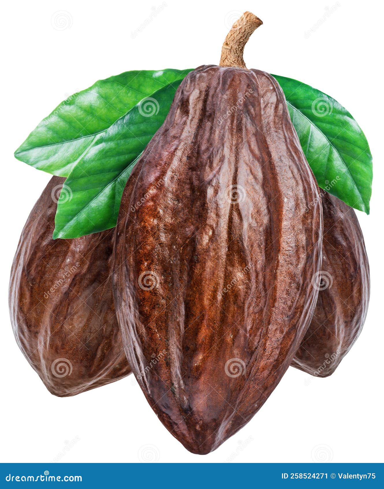 Three Cocoa Fruits with Cocoa Tree Leaves Isolated on White Background ...