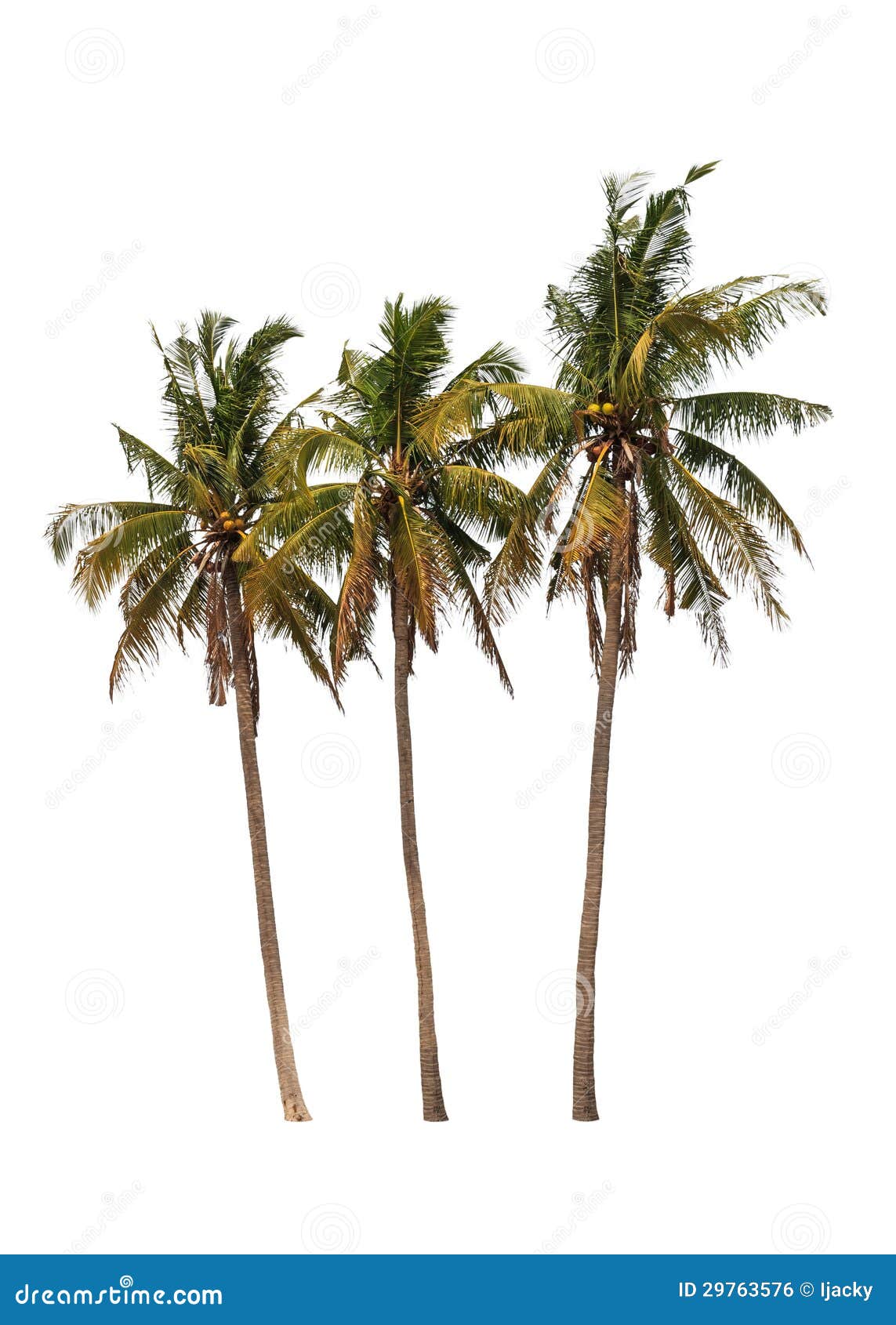 Three Coconut Palm Trees On Blue Sky Background Royalty-Free Stock ...