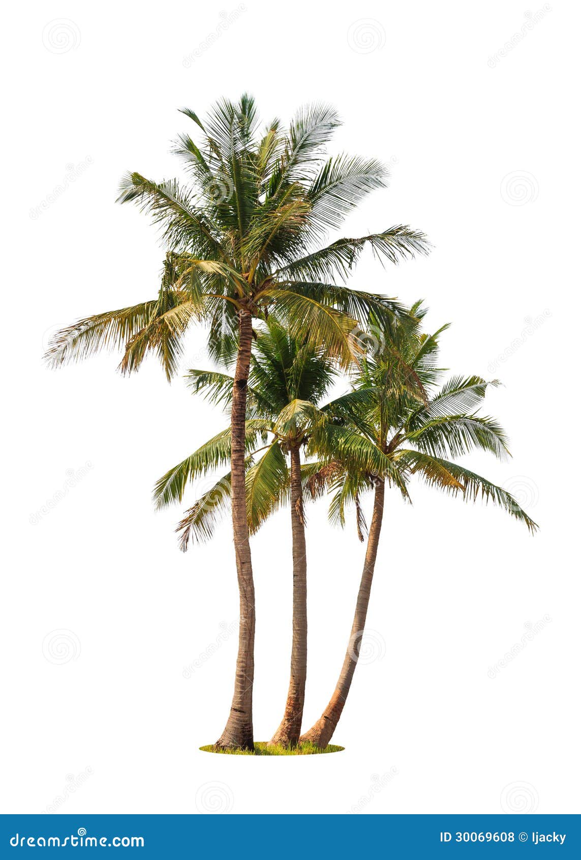 Three coconut palm trees stock photo. Image of bark, outdoors - 30069608 Three coconut palm trees stock photo. Image of bark, outdoors - 30069608