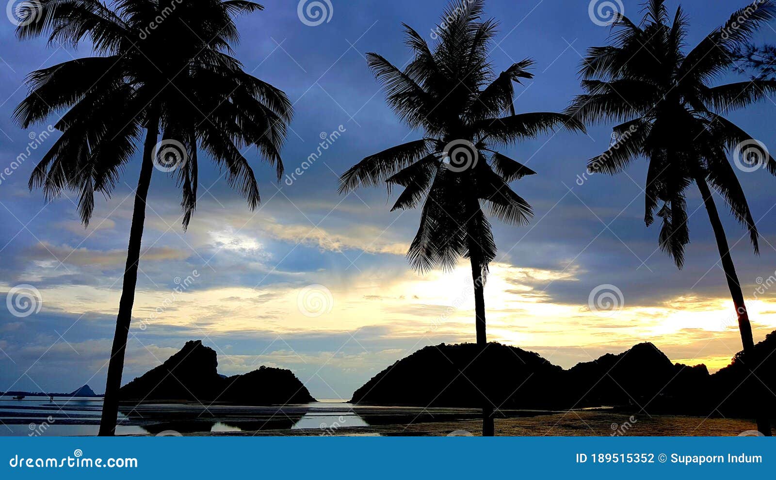 Three Coconut Tree on the Beach Stock Photo - Image of evening, dusk ...