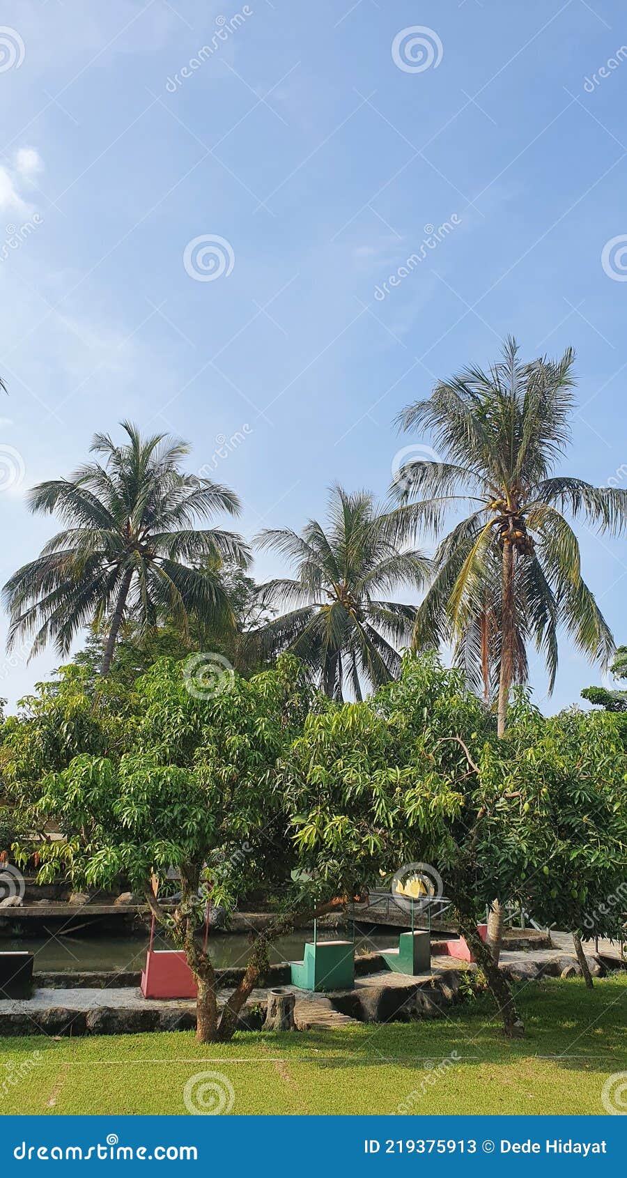 Three coconut trees stock image. Image of plant, branch - 219375913
