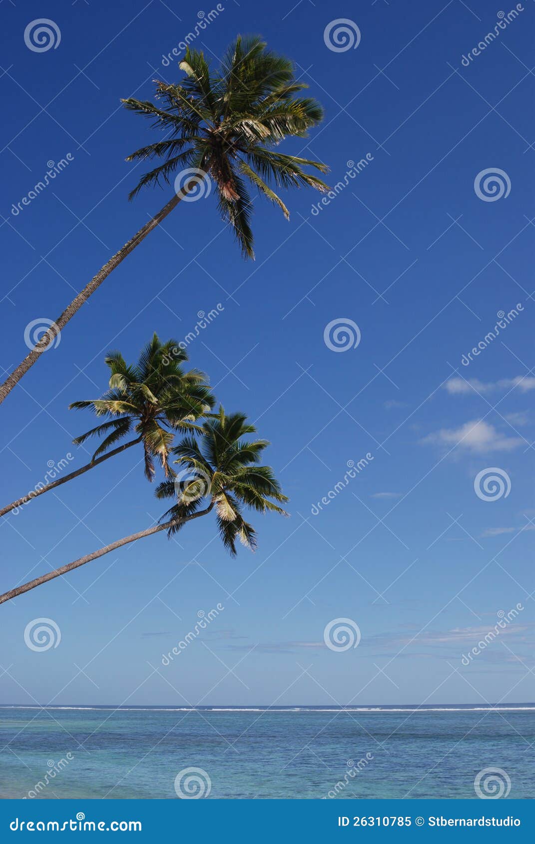 Three Coconut Trees stock image. Image of three, relaxing - 26310785