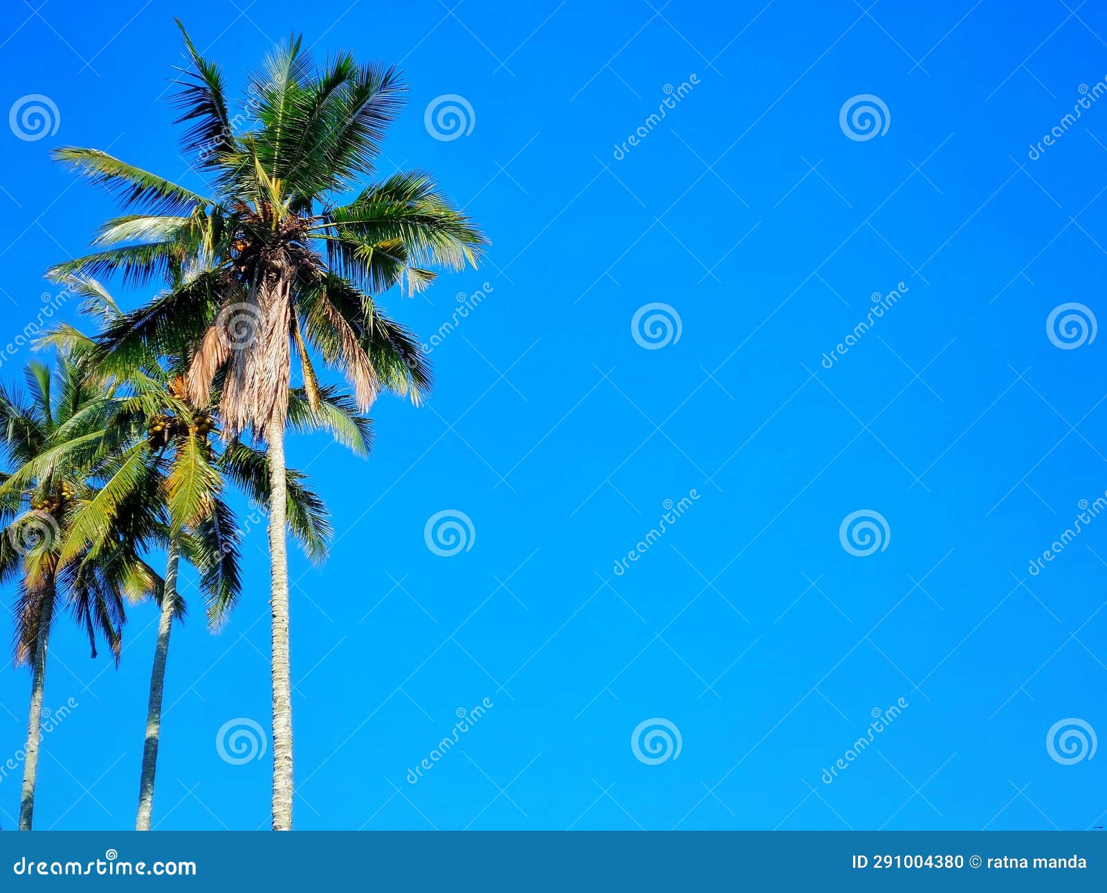 Three Coconut Trees on a Blue Sky Background Stock Photo - Image of ...