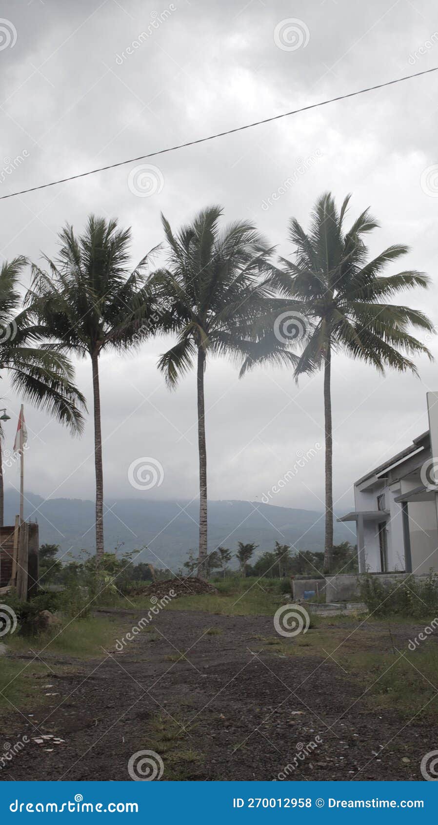 Three Coconut Trees on the Edge of a Rice Field Stock Photo - Image of ...