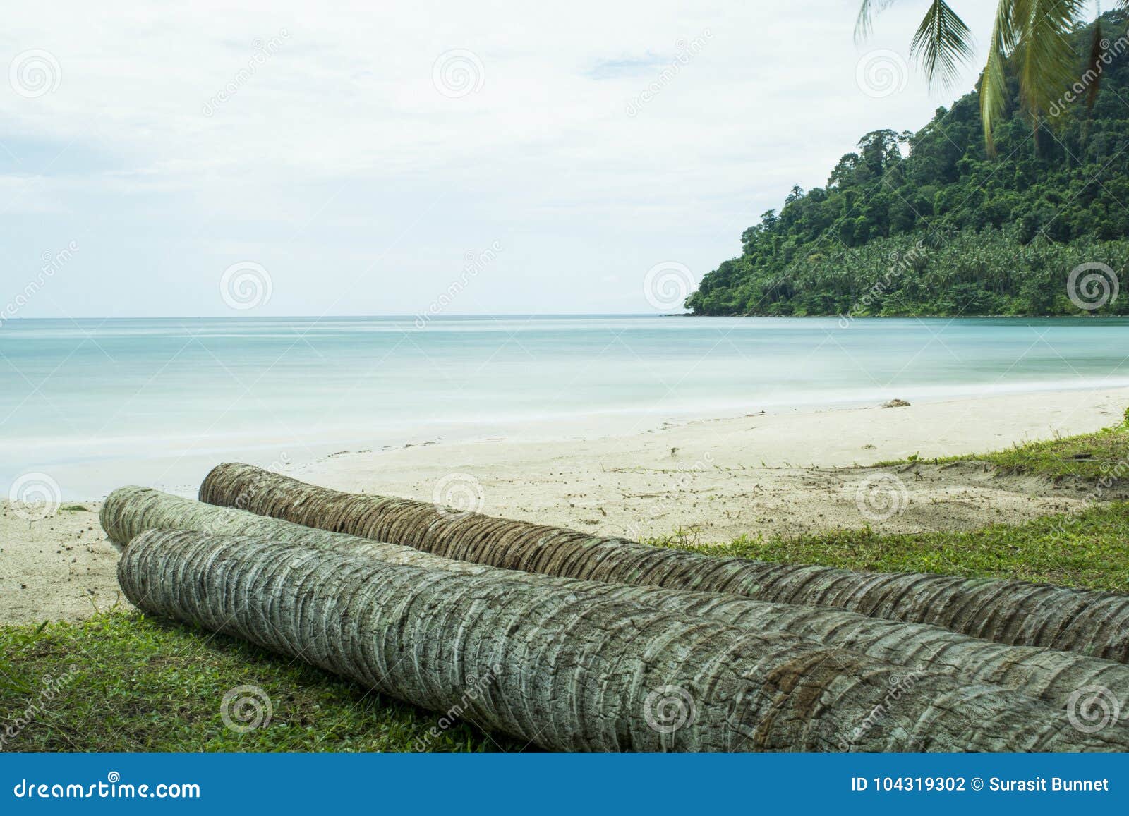 Three Coconuts in Front of the Beach. There are Sea and Hills in Stock ...