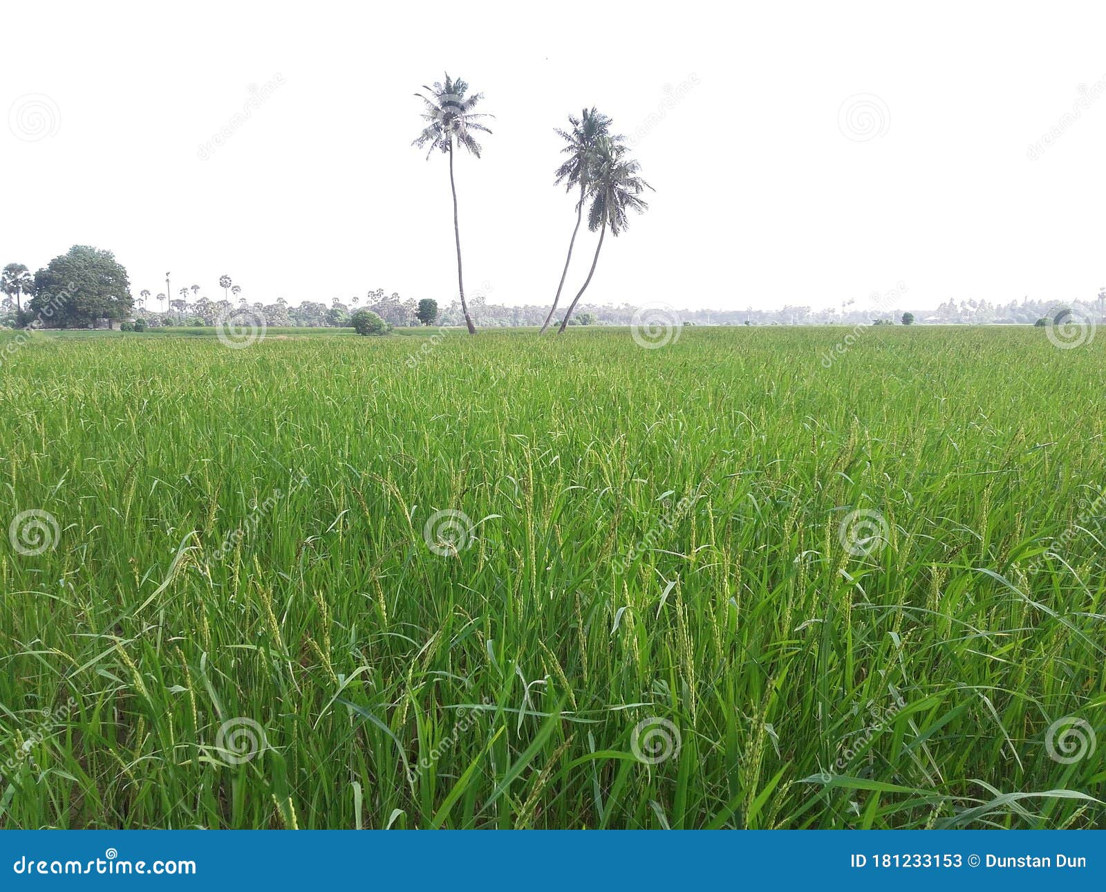 Three Coconut Trees in Paddy Field Stock Image - Image of field, trees ...