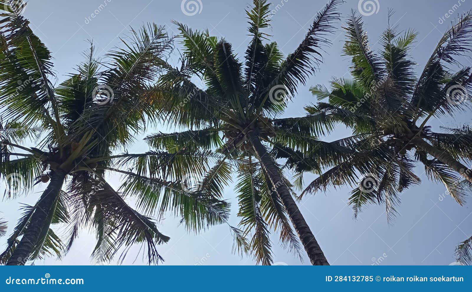 Three coconut trees stock image. Image of tropics, coconut - 284132785