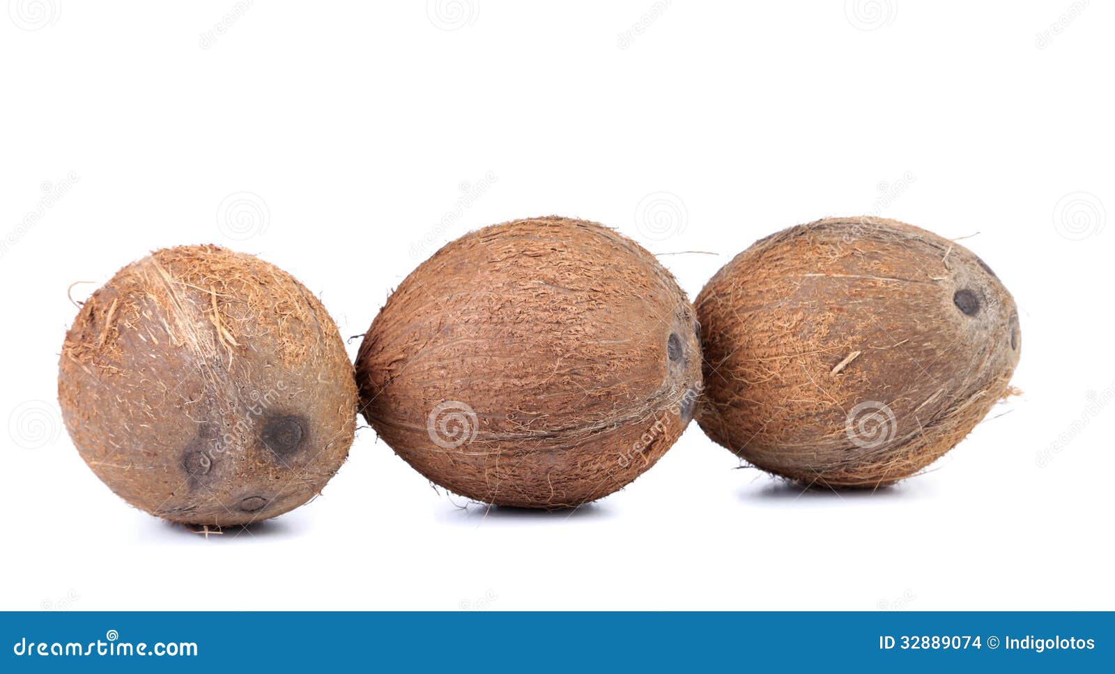 Three Coconuts Isolated on a White Background Stock Photo - Image of ...