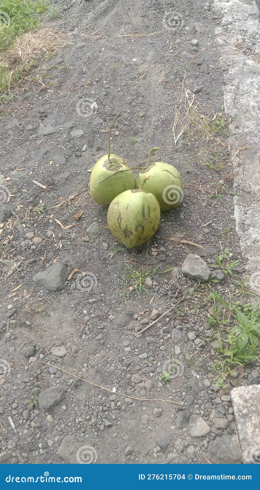 Three Coconuts Lying on the Ground Very Beautiful and Aesthetic Stock ...