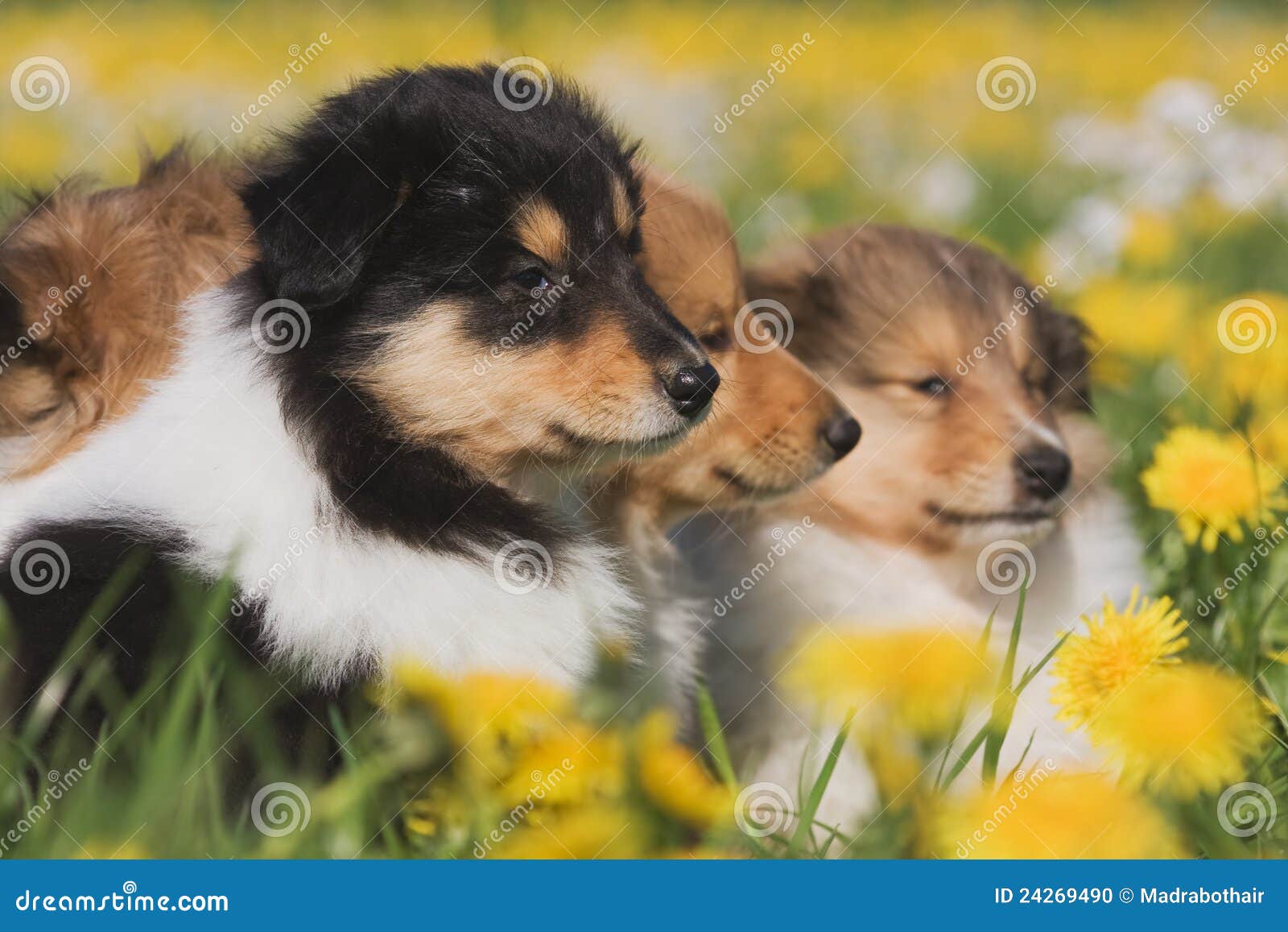 Three Collie puppies stock photo. Image of puppies, baby - 24269490