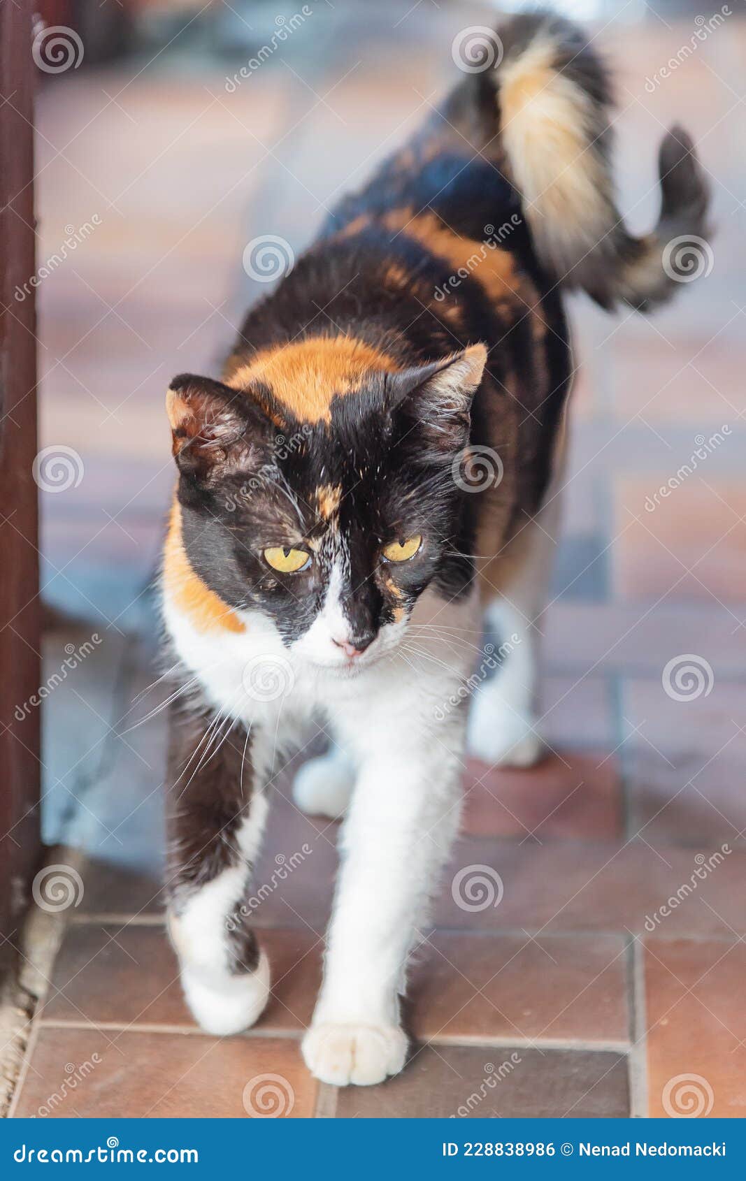 Three Color Cat. Cute Fluffy Cat. Stock Photo - Image of lifestyles ...
