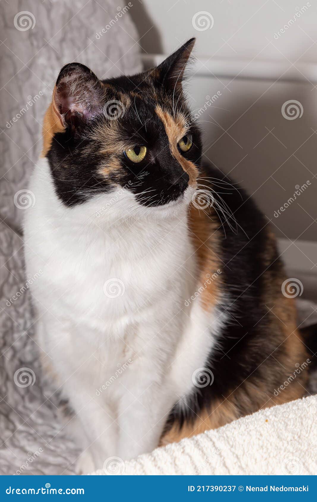 Three Color Cat. Cute Fluffy Cat Stock Image - Image of limb, knitted ...