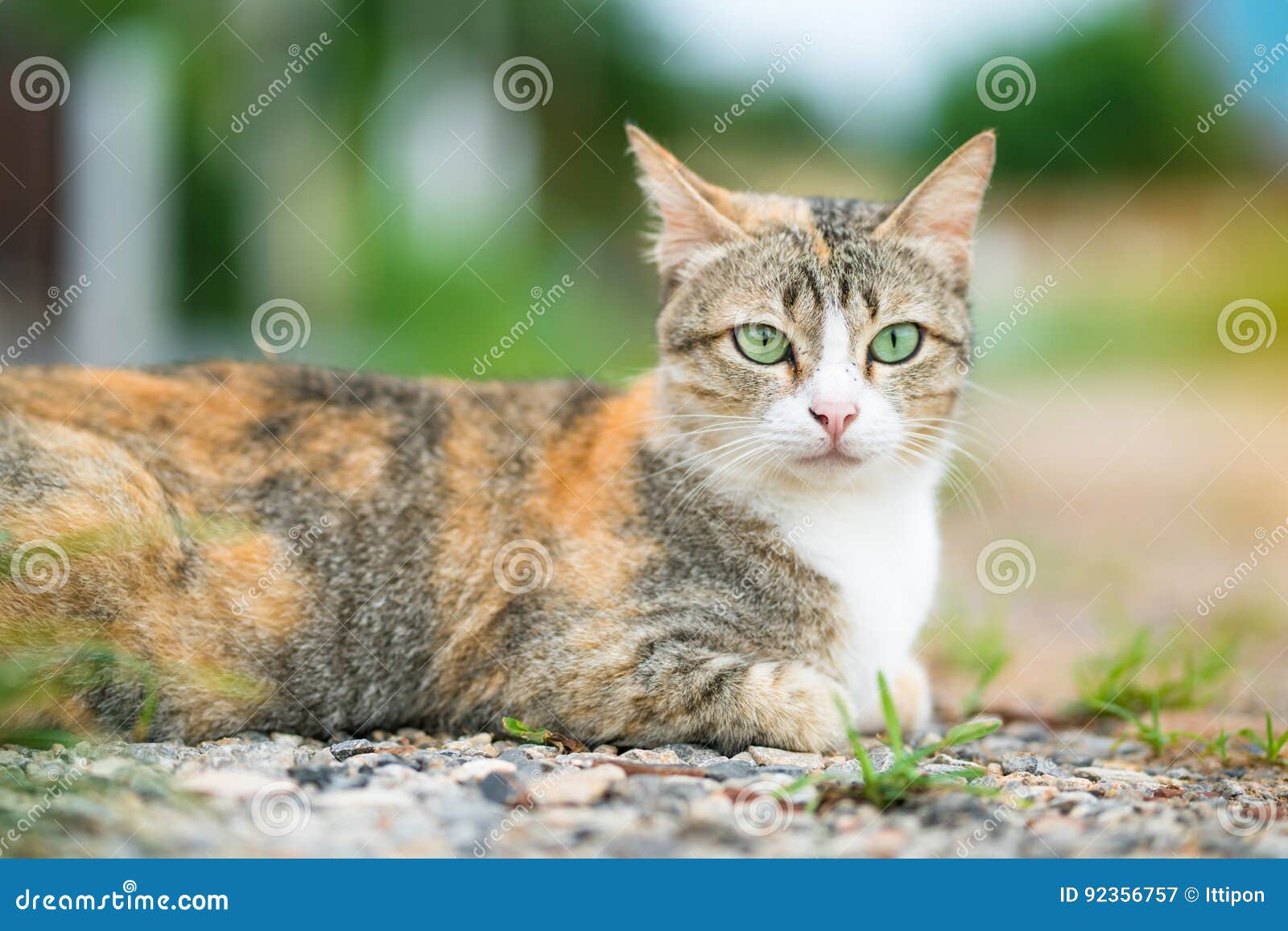 Three color cat stock image. Image of green, plant, grass - 92356757