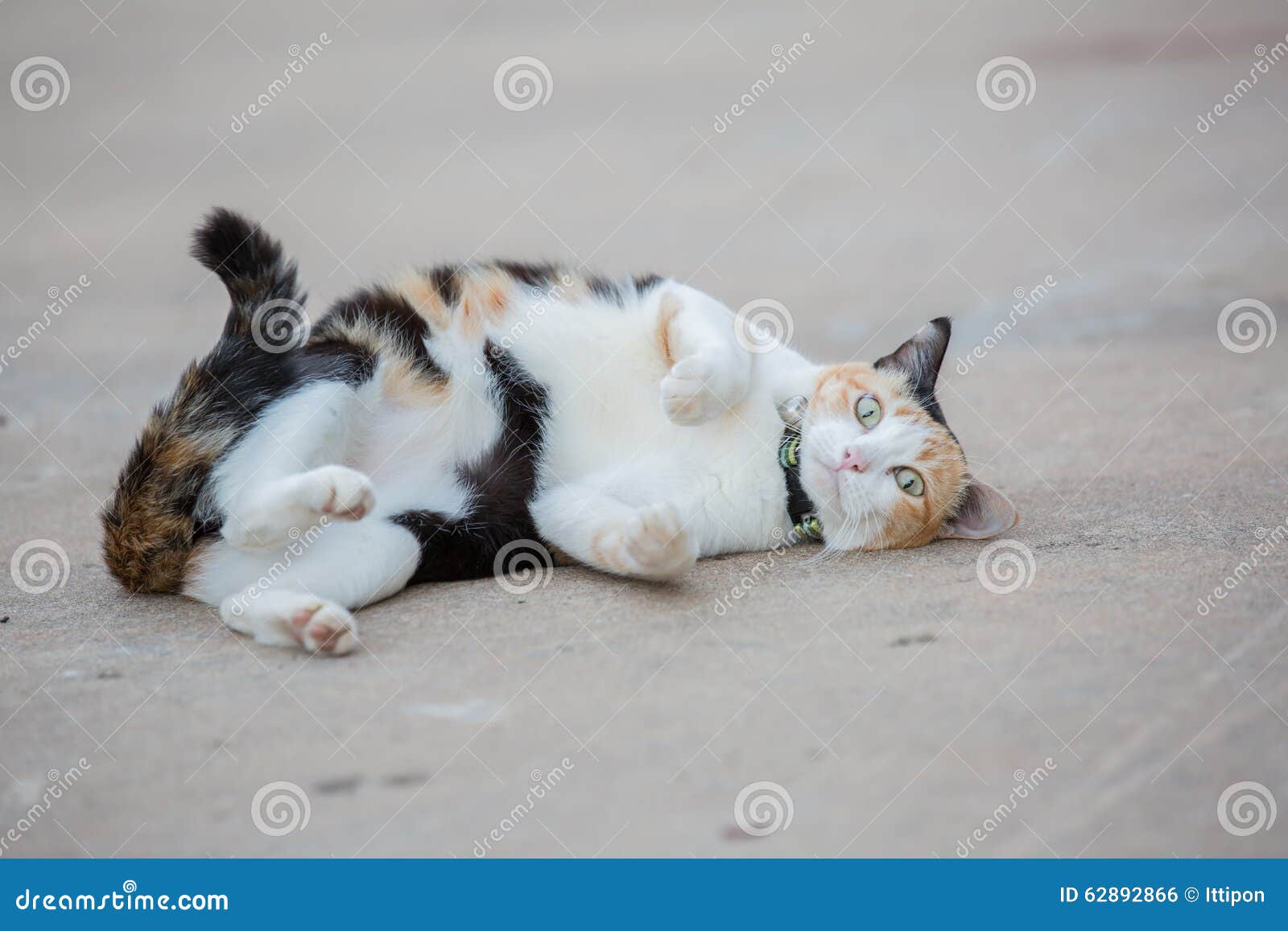 Three color cat stock photo. Image of animal, sleep, adorable - 62892866