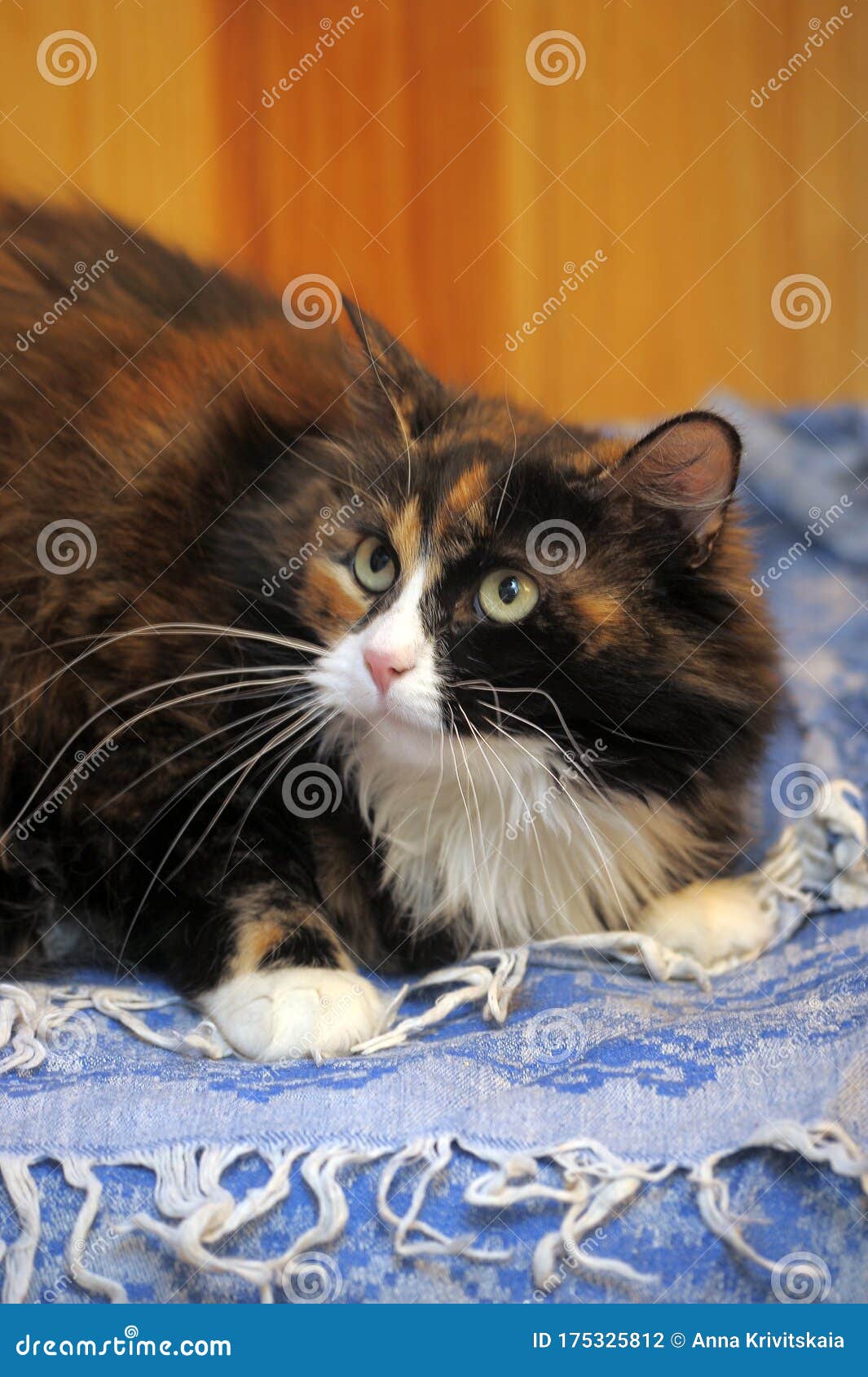 Three-color Fat Cat Close-up Stock Photo - Image of nature, cute: 175325812