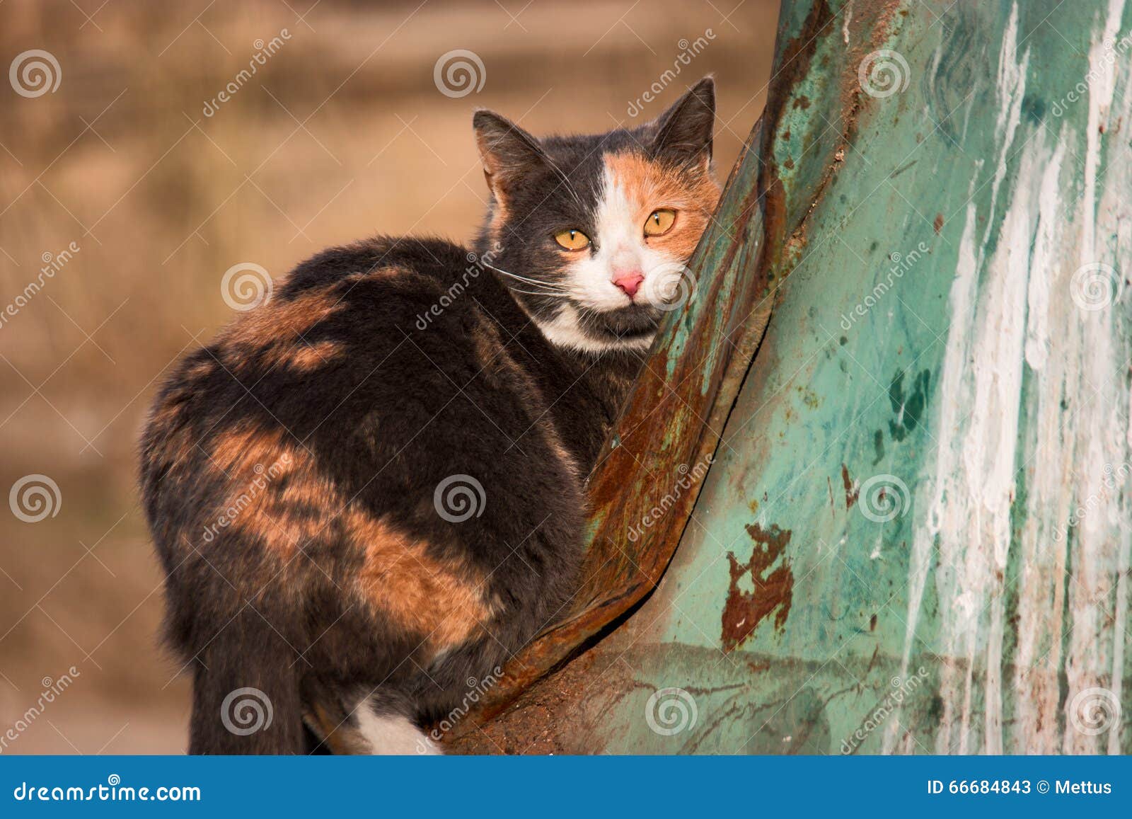 Three Feral Cats Sitting And Resting On A Dirty Smelly Garbage Area ...