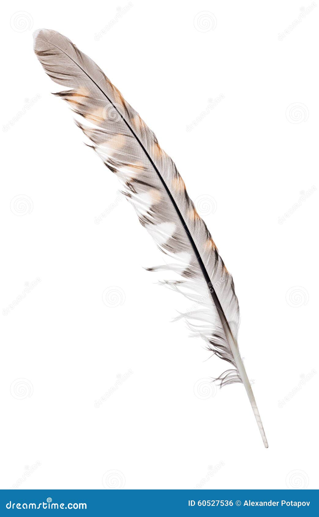 Three Color Forest Bird Feather Stock Photo - Image of quill, stripy ...