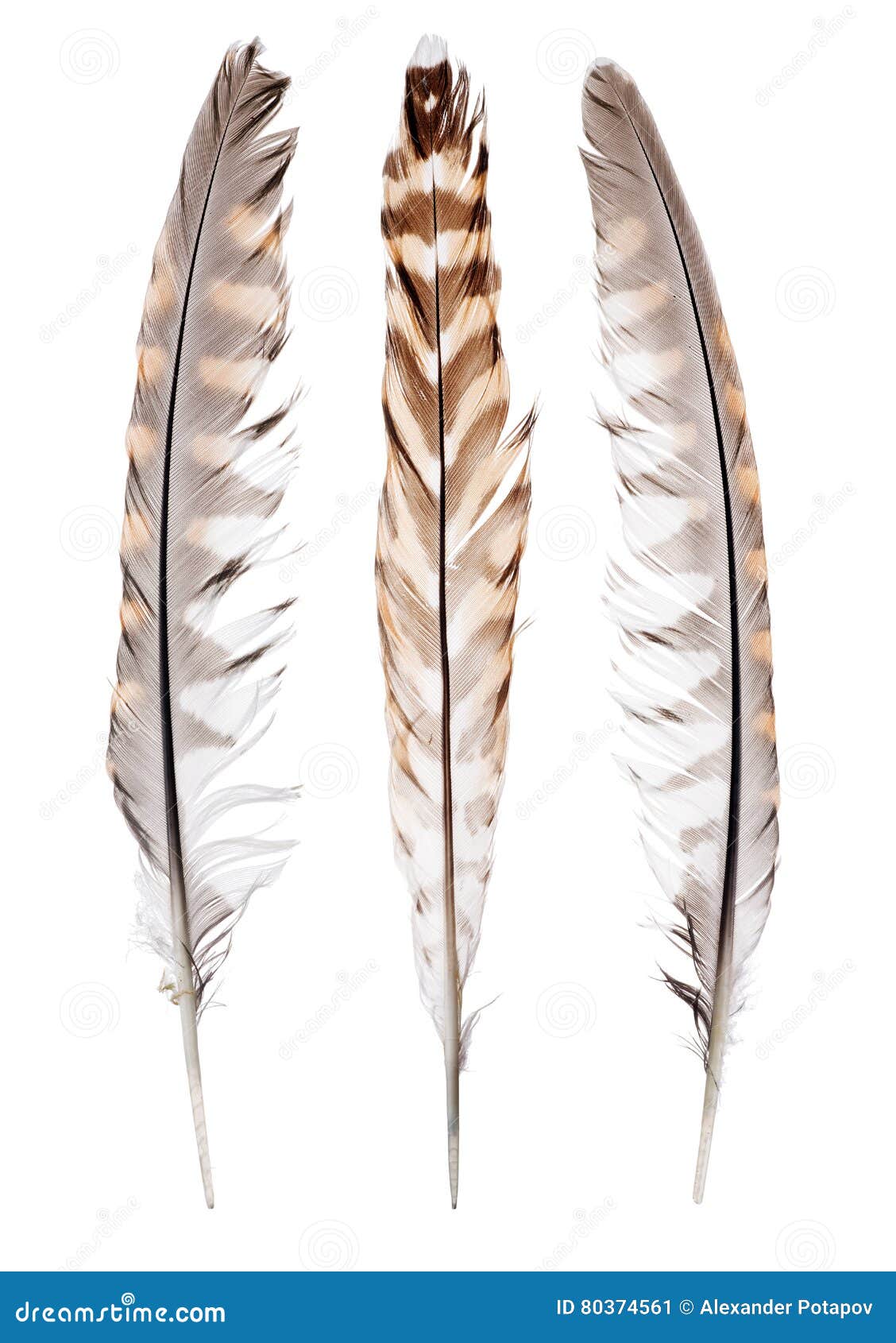 Three Color Forest Bird Feathers on White Stock Image - Image of ...