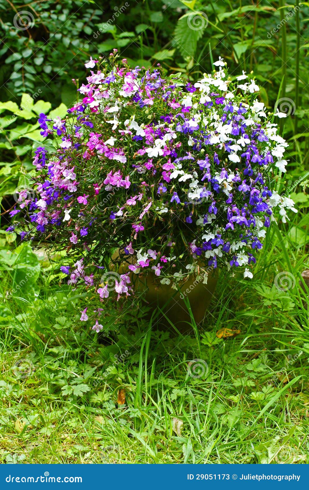 Three color garden lobelia stock image. Image of bloom - 29051173